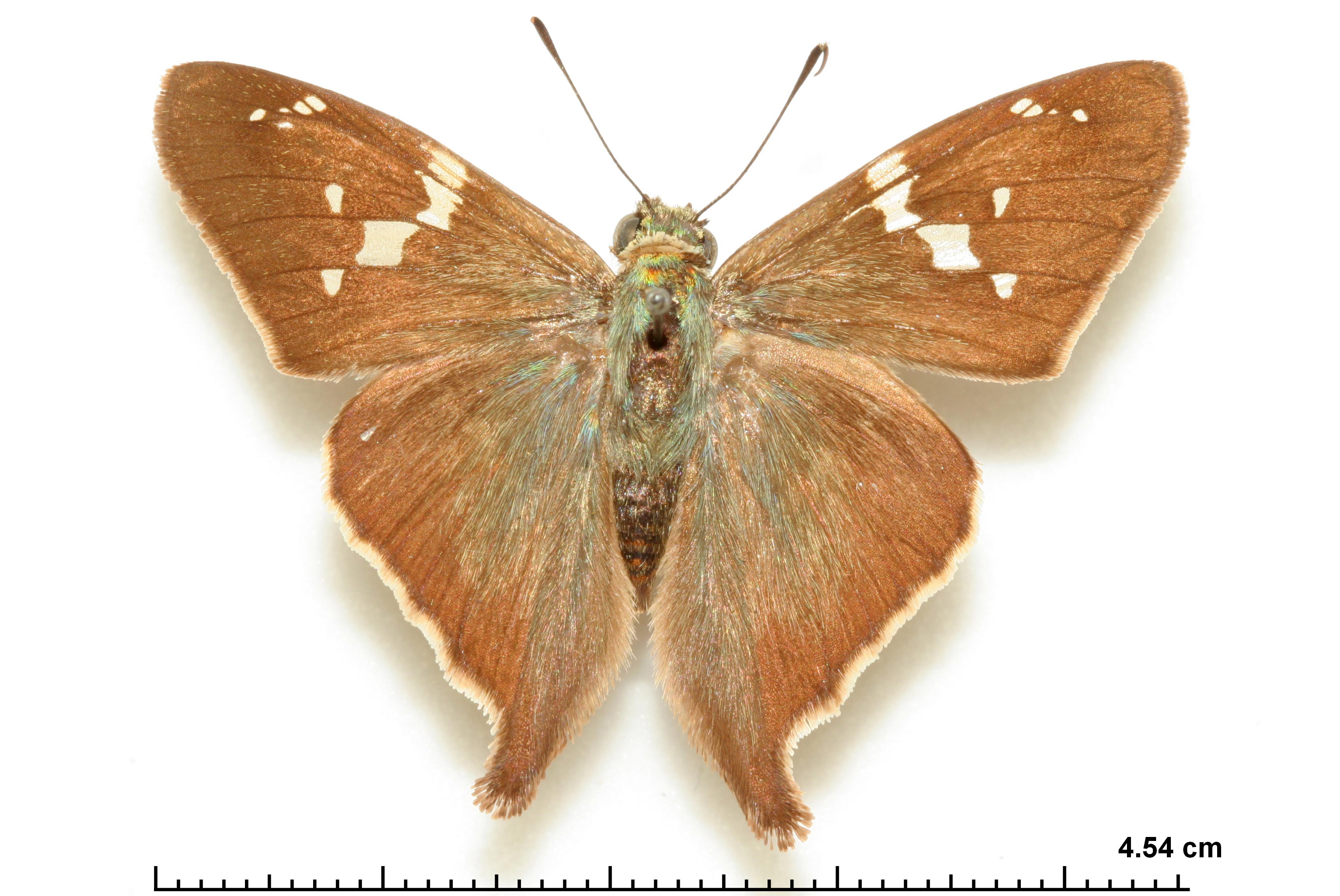 aguna-squamalba-pinned-specimens